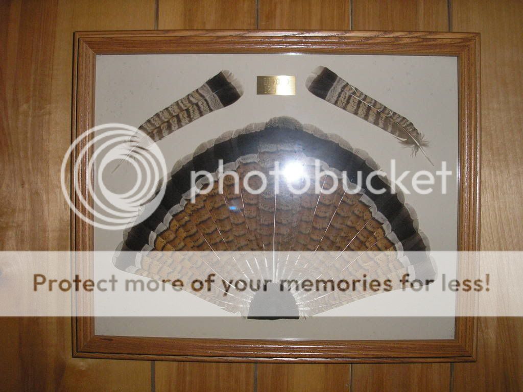 Grouse Tails | Michigan Sportsman Forum