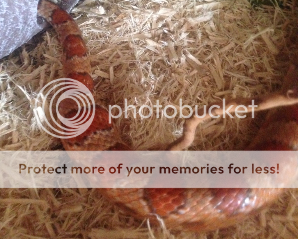 Hey guys, any help with this lump? :( | Reptile Forums