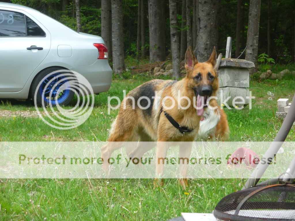 Are 3 days weekend in pictures!!! | German Shepherds Forum