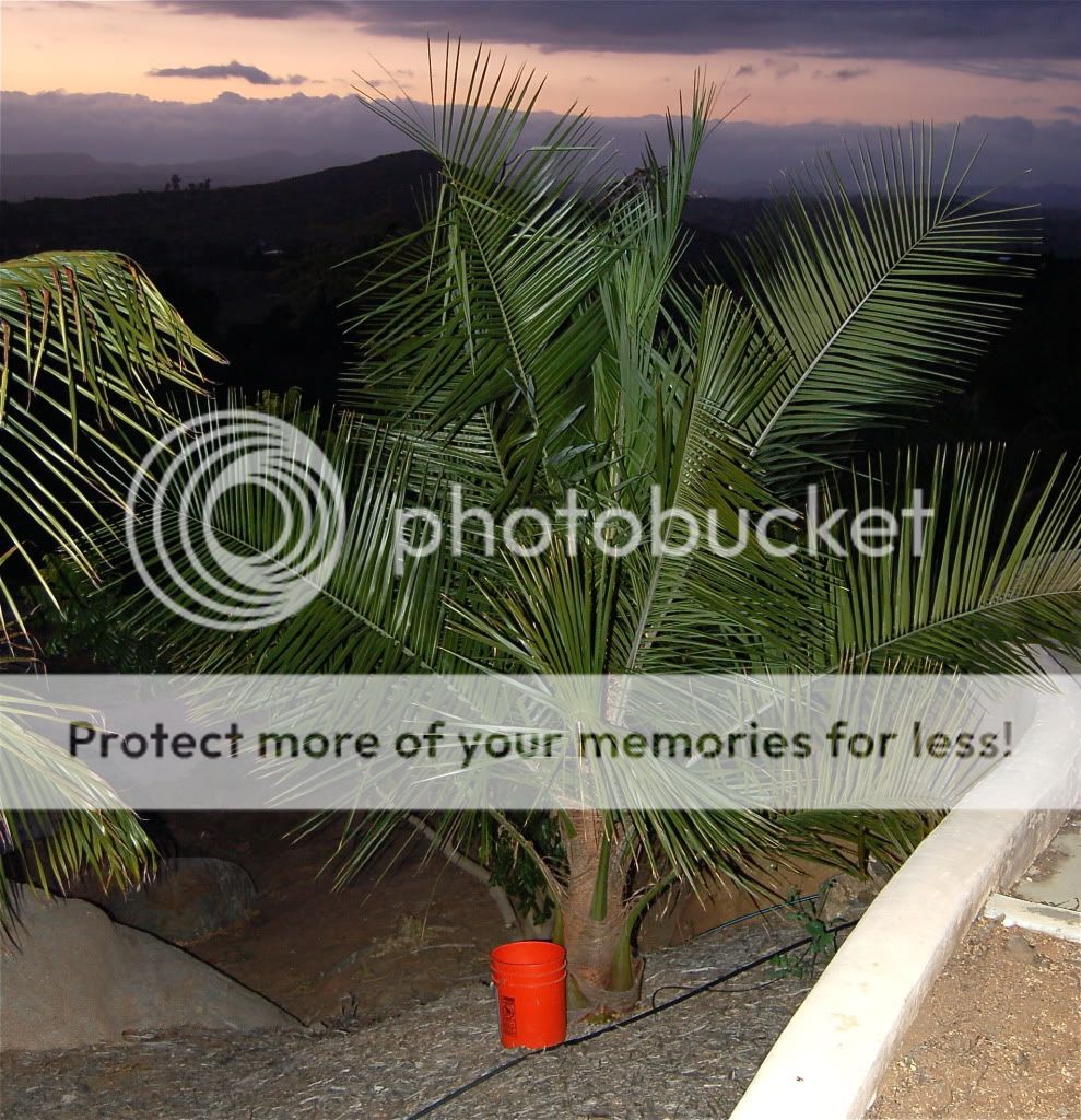 Updated Jubaea x Syagrus - DISCUSSING PALM TREES WORLDWIDE - PalmTalk