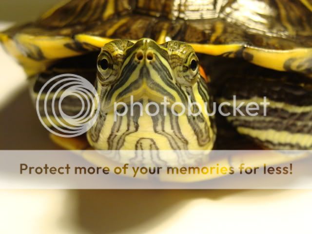 Redearslider.com :: View topic - Franklin...the turtle!