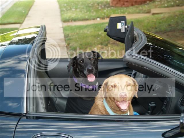 Anyone had success with a dog in your vette? - Page 5 - CorvetteForum ...