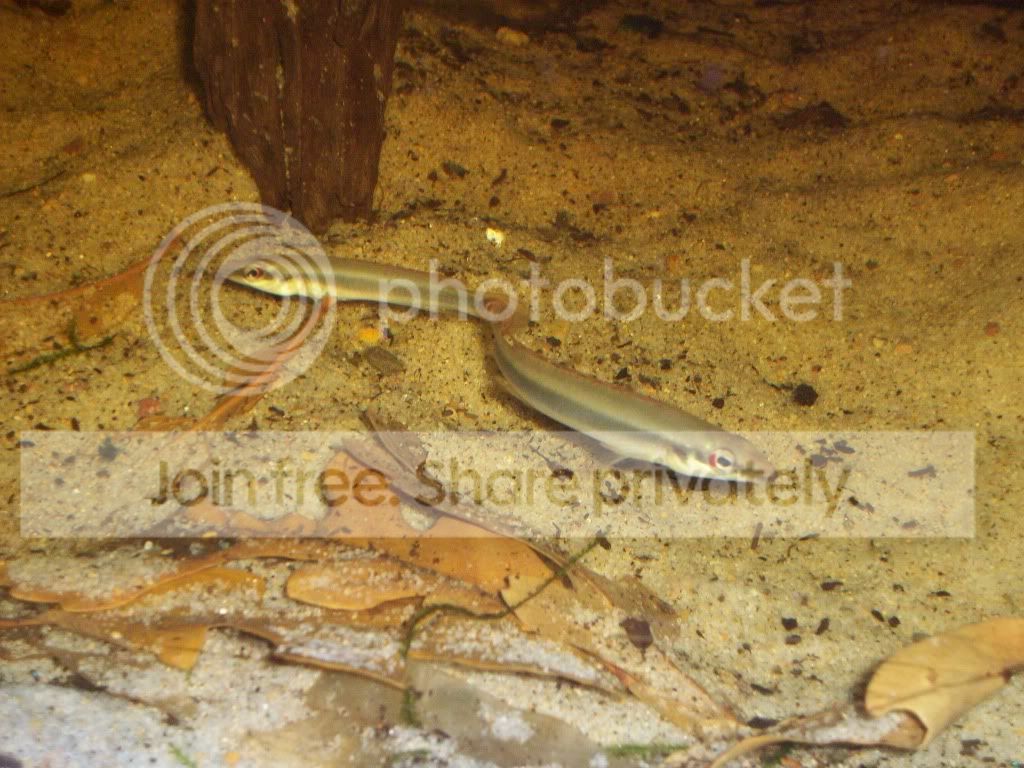 90g Biotope (Apisto's, Bolivians, Dwarf Pikes, etc.) | Cichlid Fish Forum