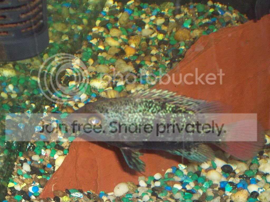 Vieja maculicauda update! | Cichlid Fish Forum