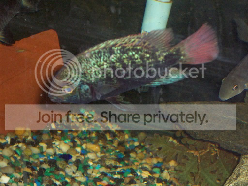 Vieja maculicauda update! | Cichlid Fish Forum