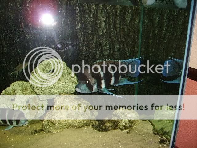 Members Tanganyikan Cichlid Photographs | Fish Forum