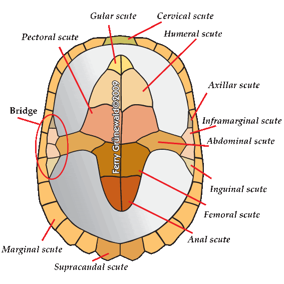 What do you call.... - Turtle Identification - Turtle Forum