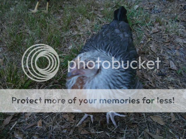 breeds w/ 5 toes | BackYard Chickens - Learn How to Raise Chickens